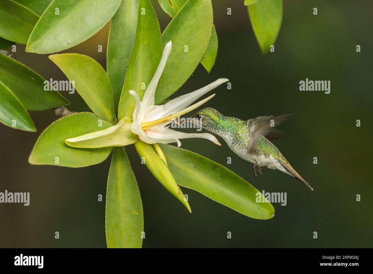 Mangrove hummingbird (Amazilia boucardi) female in flight feeding on ...