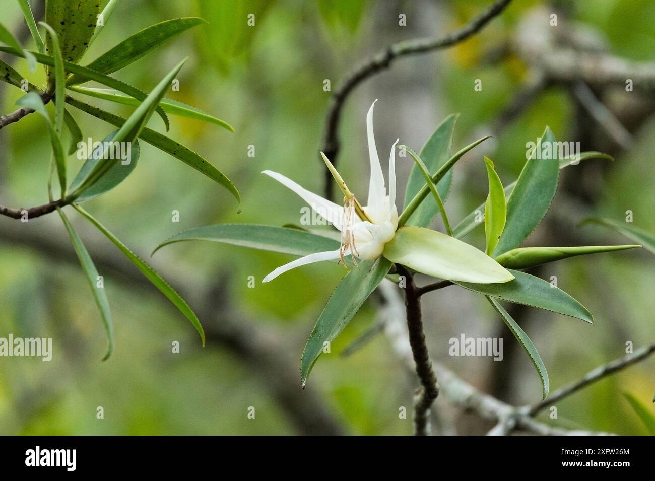 Tea mangrove (Pelliciera rhizophorae) flower, Pochote Estuary, Costa ...