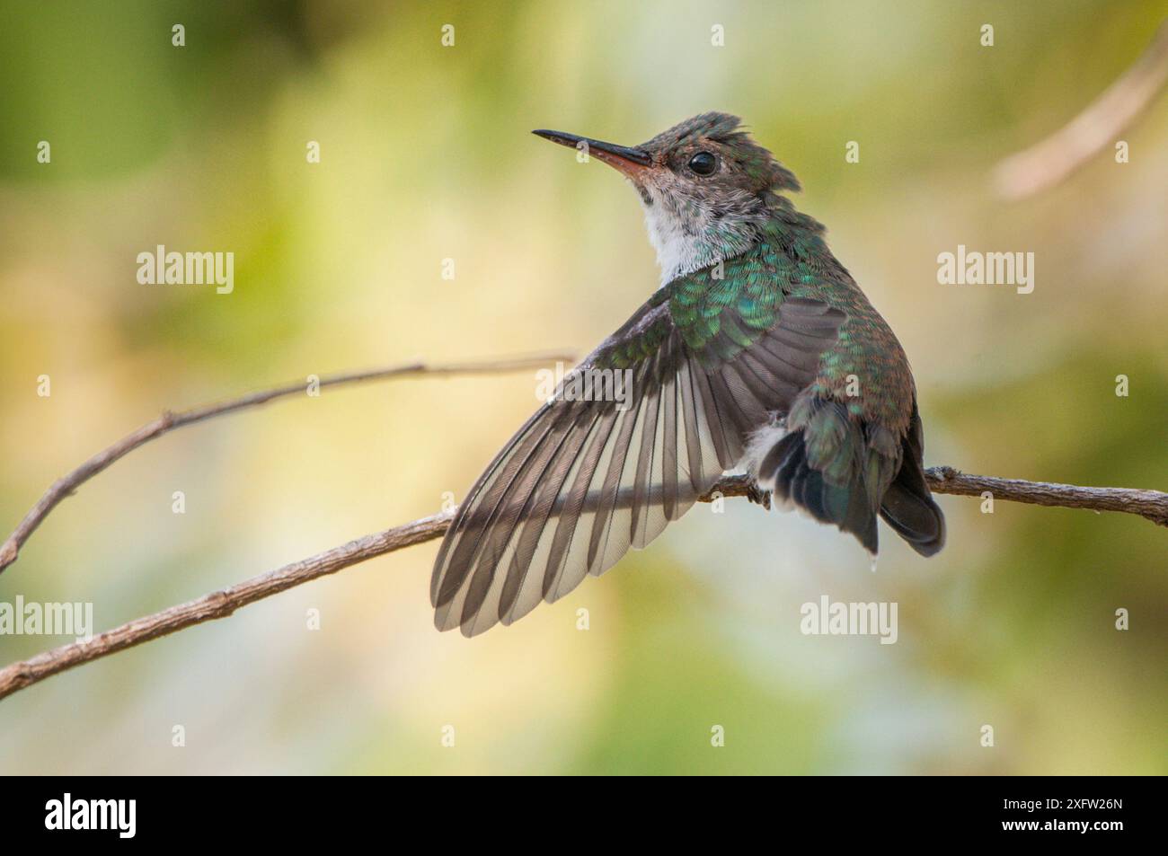 Mangrove hummingbird (Amazilia boucardi) chick balancing on twig ...