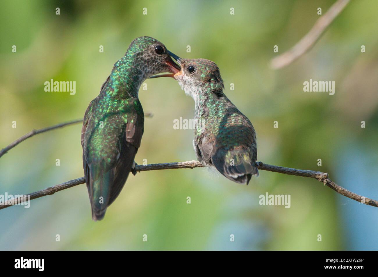 Mangrove hummingbird (Amazilia boucardi) female feeding chick, Pacific ...