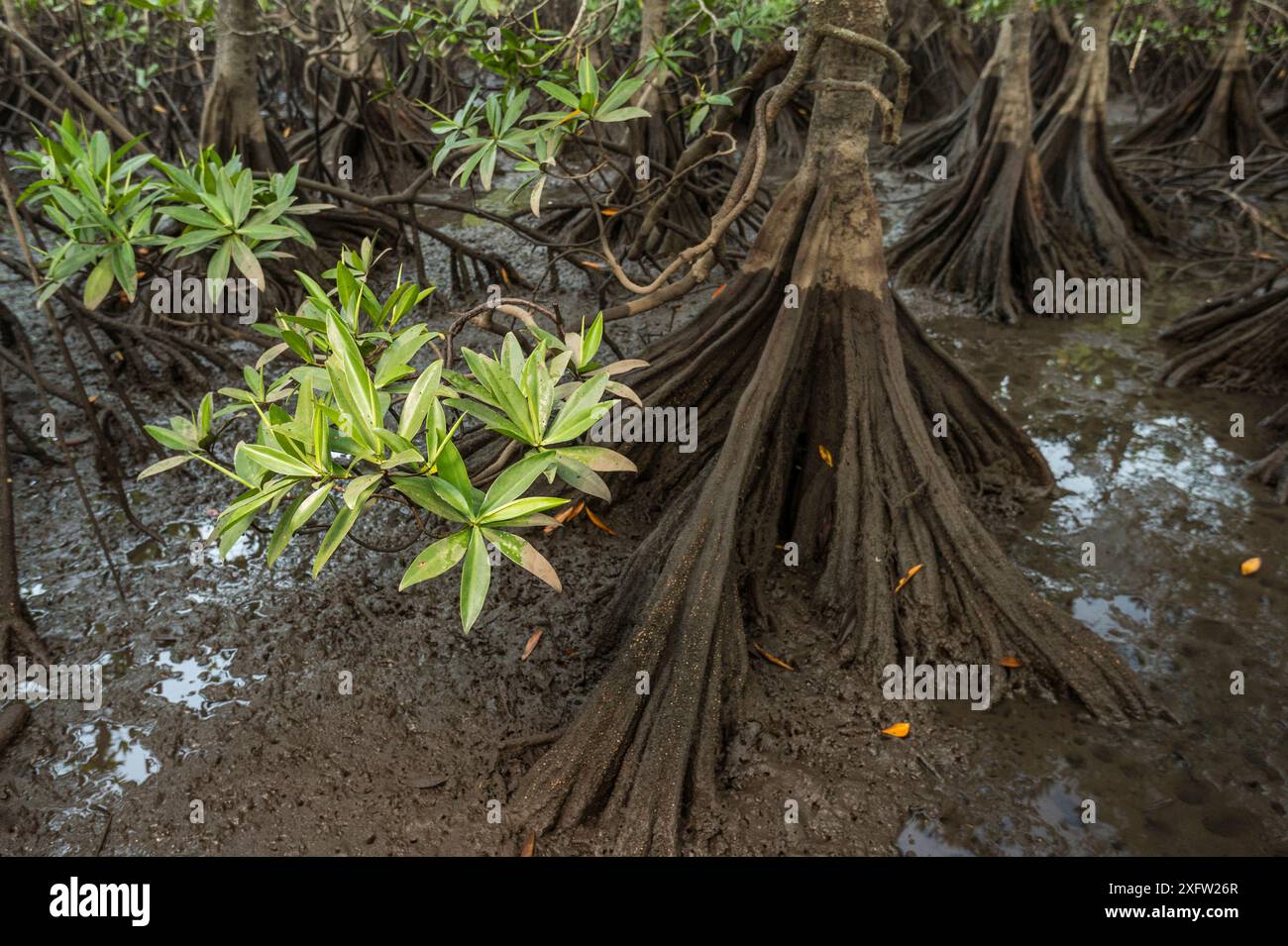 Tea mangrove hi-res stock photography and images - Alamy