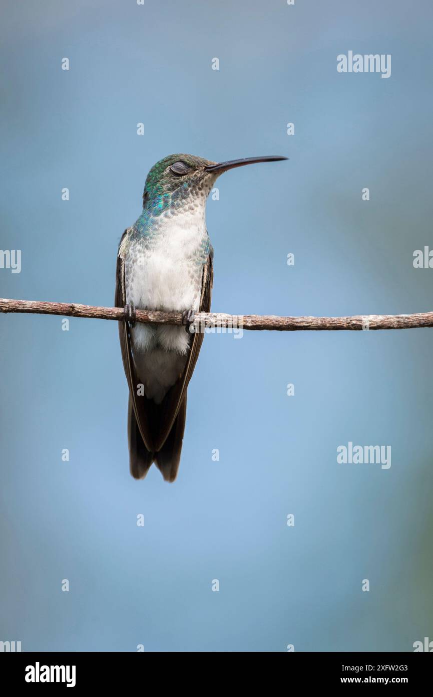 Female mangrove hummingbird - Mangrove hummingbird (Amazilia boucardi ...