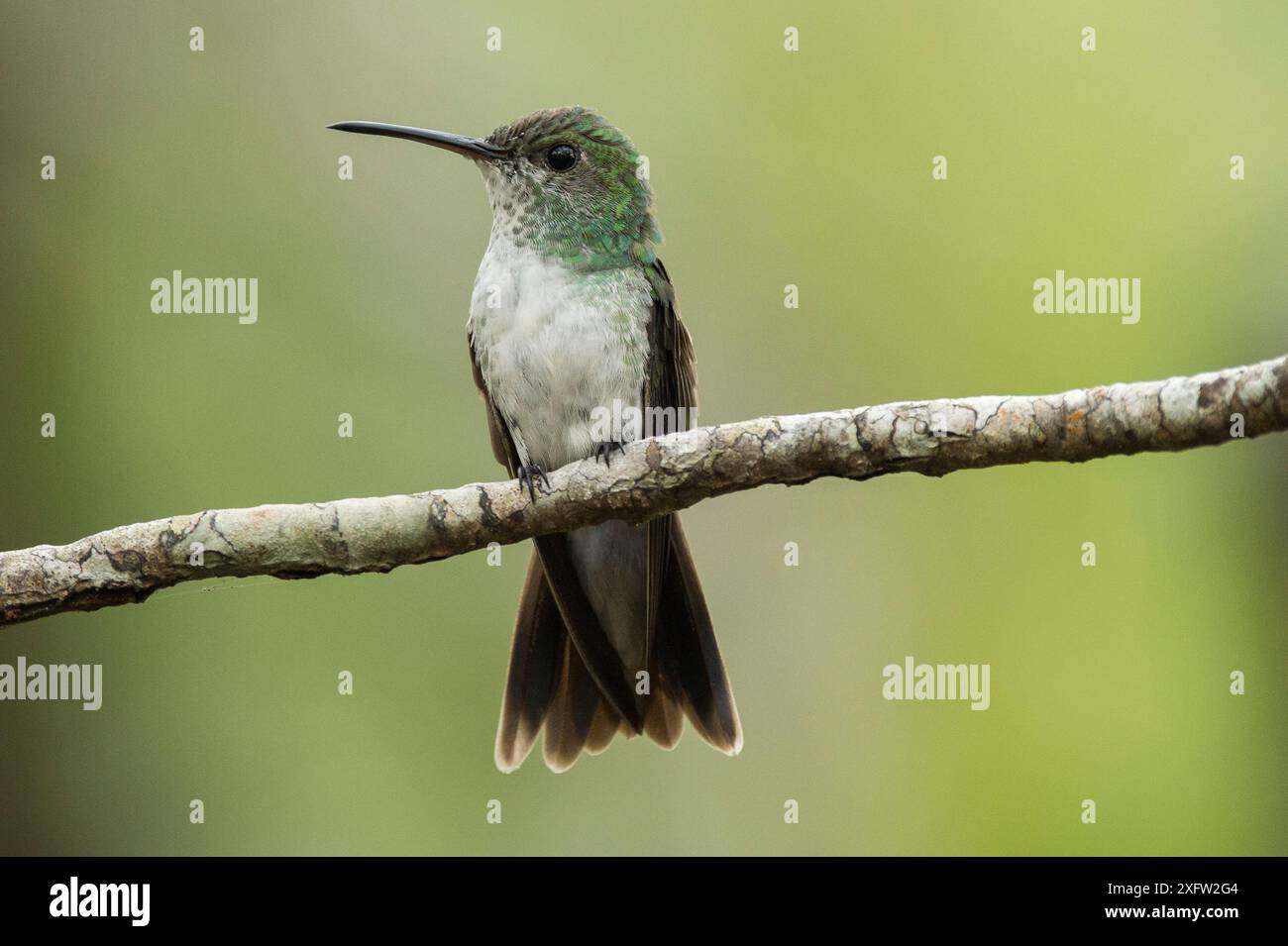 Mangrove hummingbird (Amazilia boucardi) female perched on twig ...