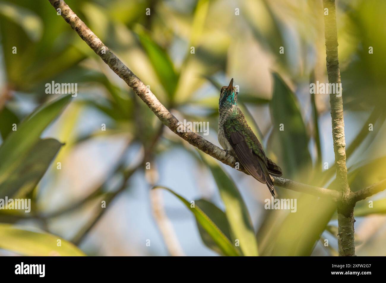 Bird hotspots hi-res stock photography and images - Alamy