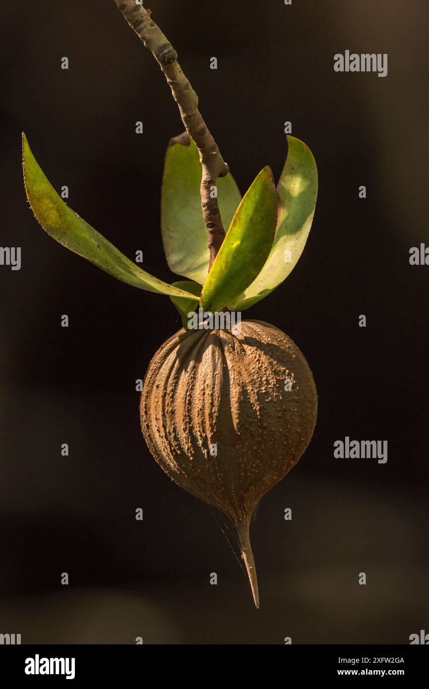 Tea mangrove (Pelliciera rhizophorae) seed, Pochote Estuary, Costa Rica ...