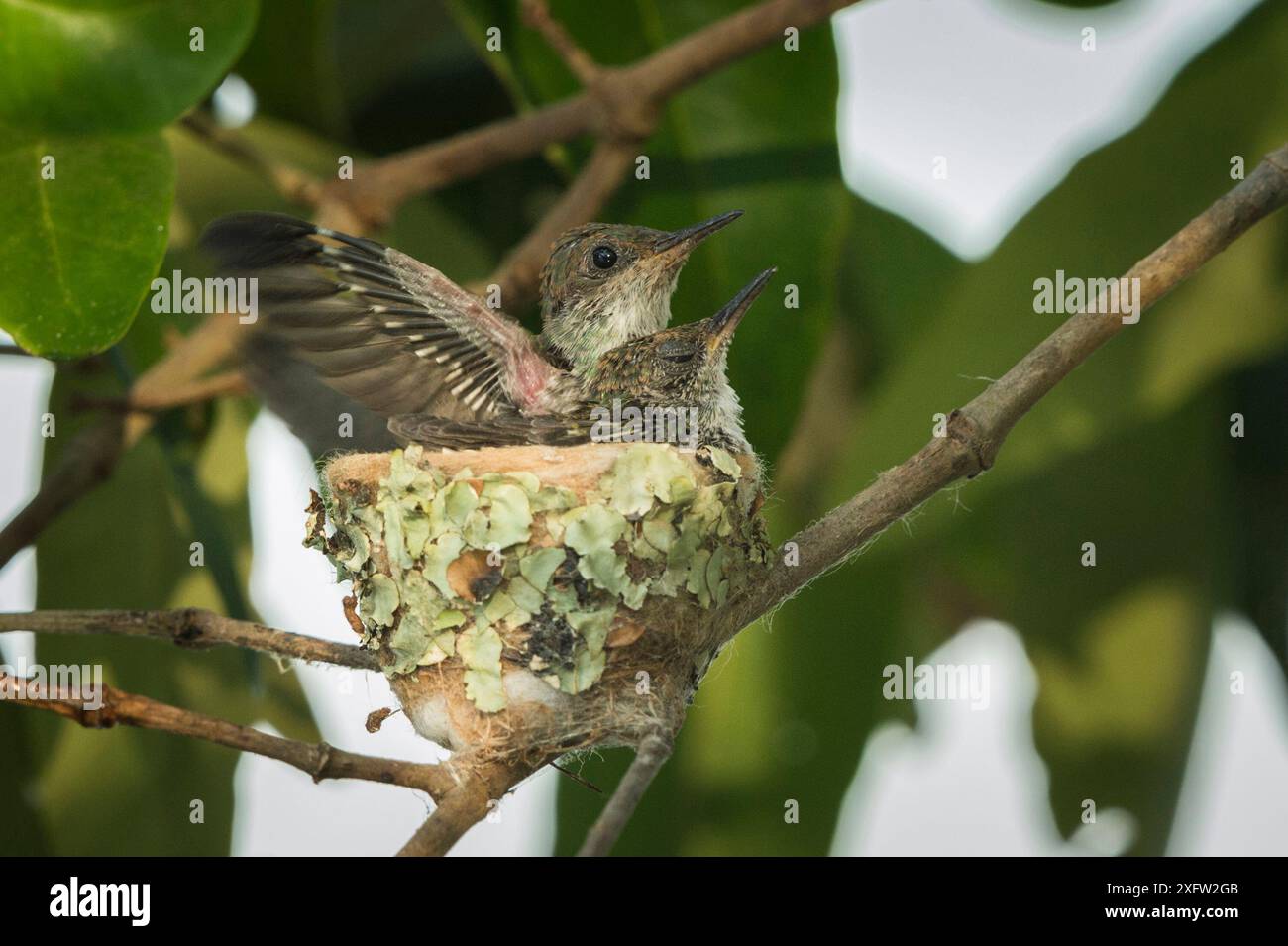 Mangrove hummingbirds (Amazilia boucardi) two chicks in nest, Pacific ...