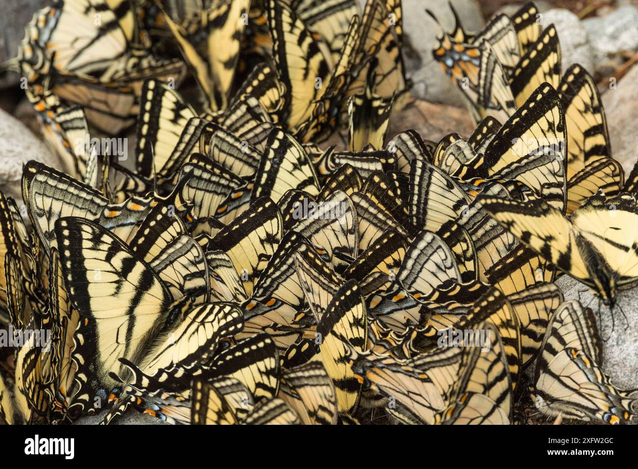 Papilio alcidamas hi-res stock photography and images - Alamy