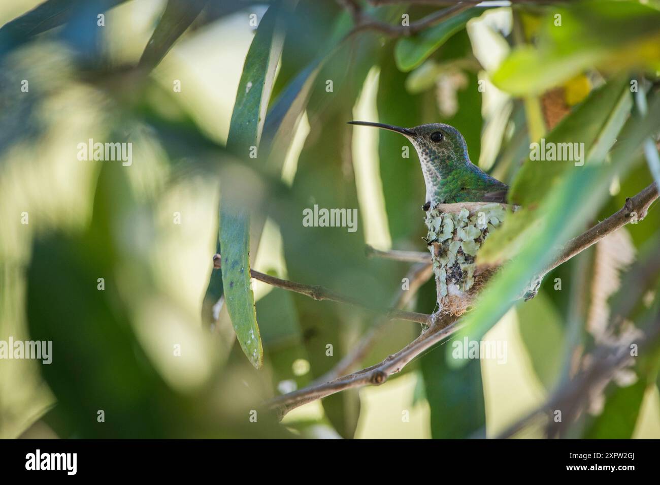 Mangrove hummingbird (Amazilia boucardi) female siting on nest, Pacific ...