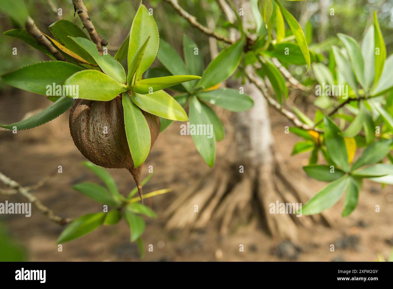 Tea mangrove (Pelliciera rhizophorae) seed, Pochote Estuary along the ...
