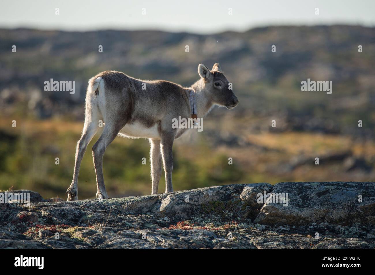 Fogo island canada reindeer hi-res stock photography and images - Alamy
