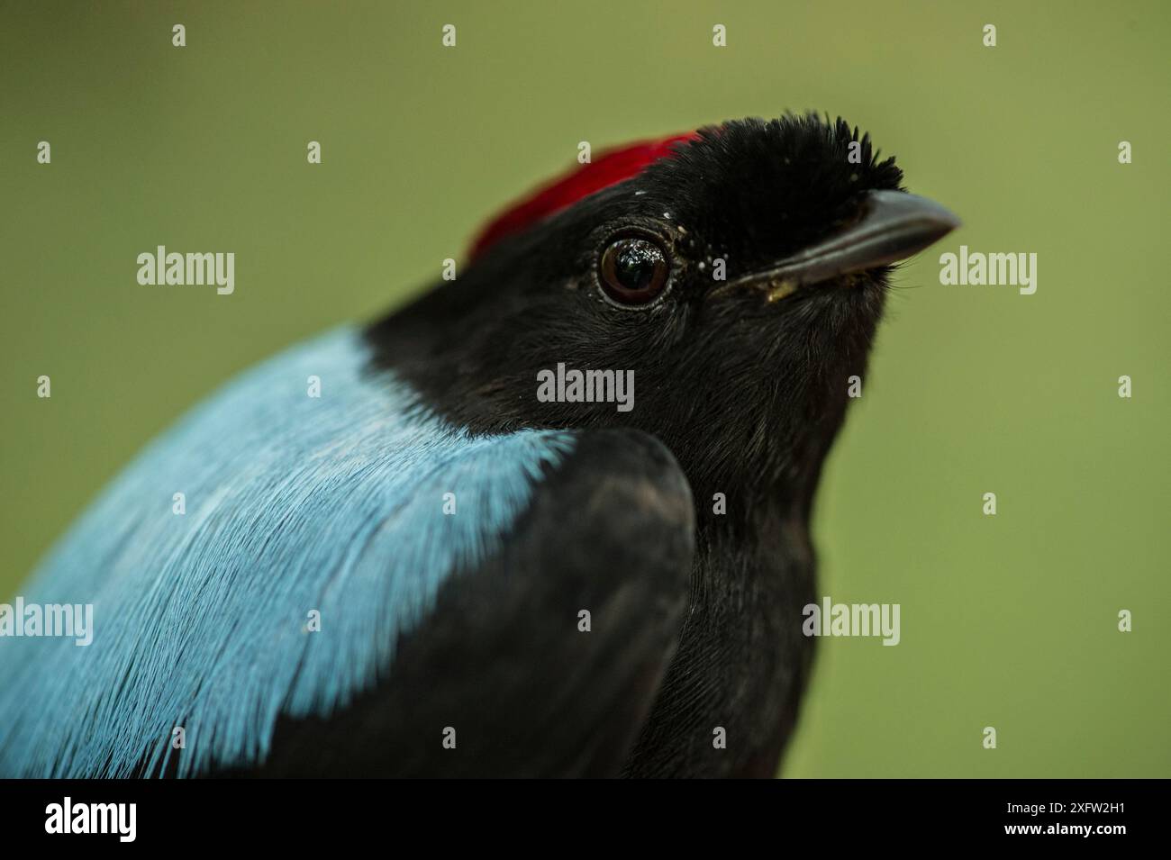 Long-tailed manakin (Chiroxiphia linearis) male, portrait, Nicoya ...