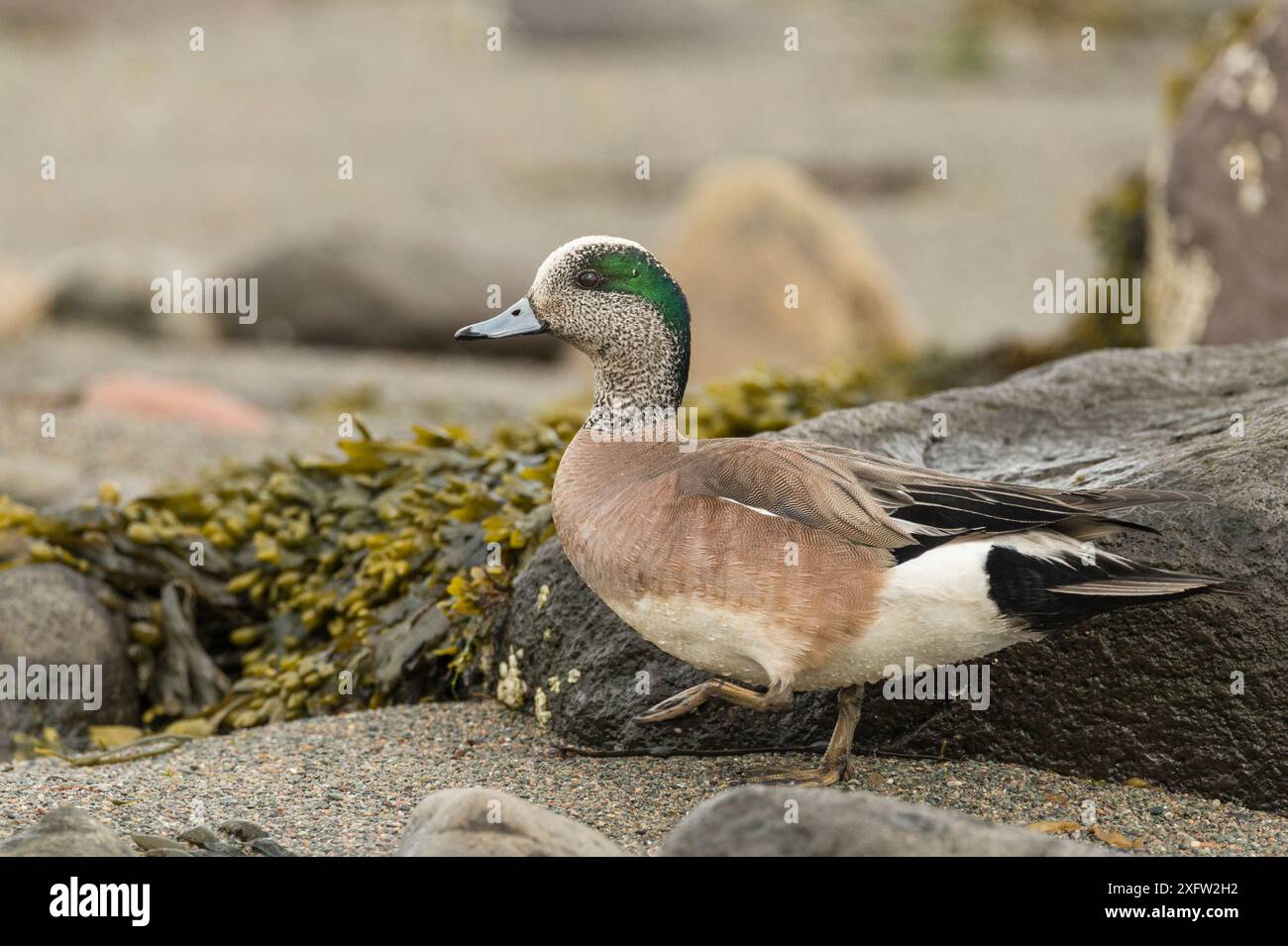 American wigeon (Anas / Mareca americana) male, Anchorage Provincial ...