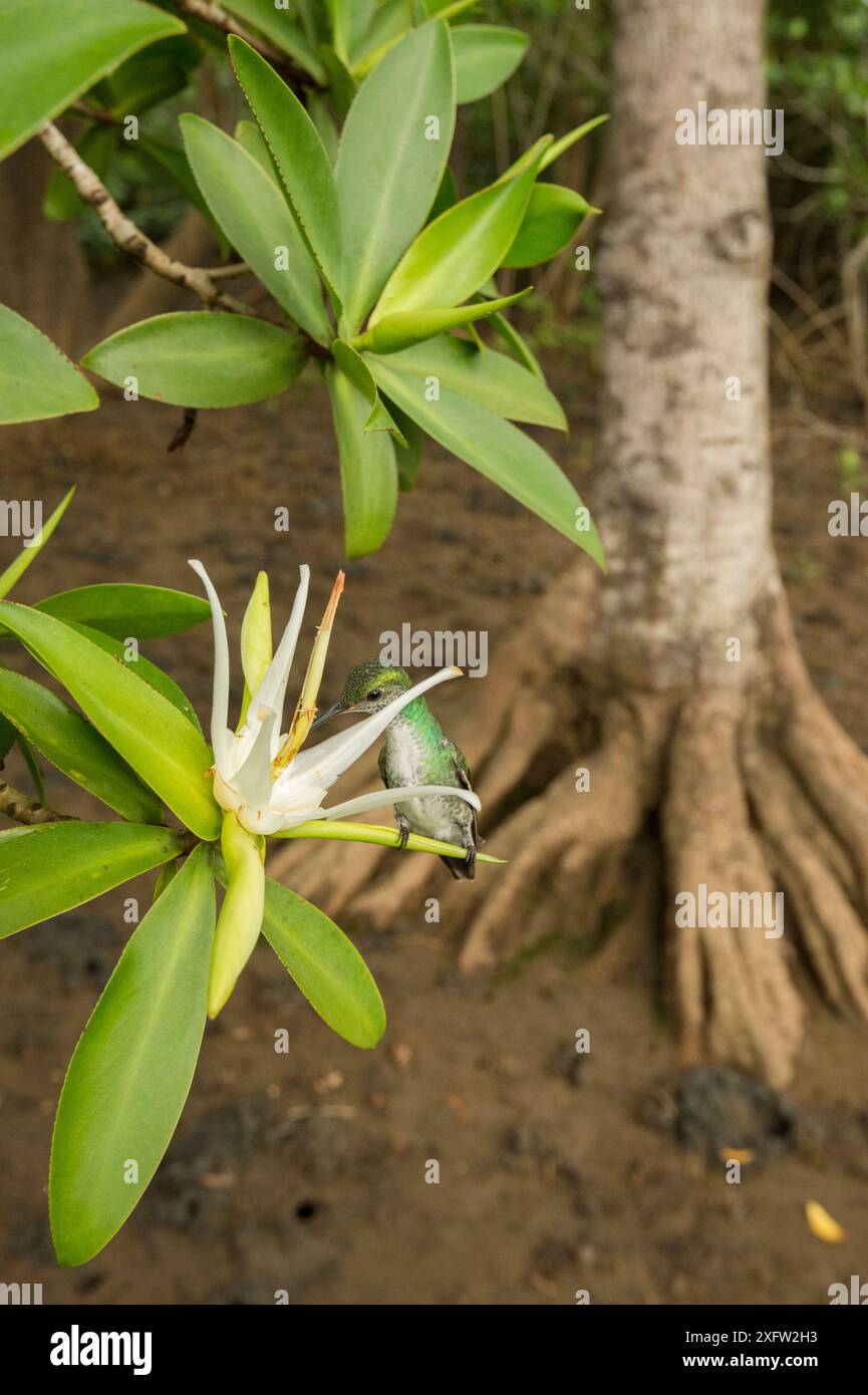 Mangrove hummingbird (Amazilia boucardi) female feeding on Tea mangrove ...