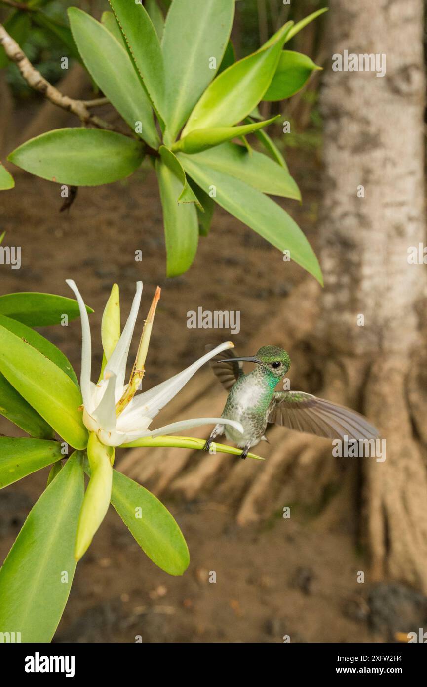 Mangrove hummingbird (Amazilia boucardi) female landing on Tea mangrove ...