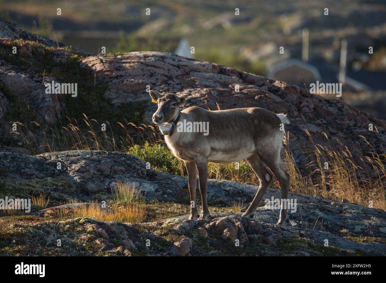Woodland caribou (Rangifer tarandus-caribou) with radio collat round ...