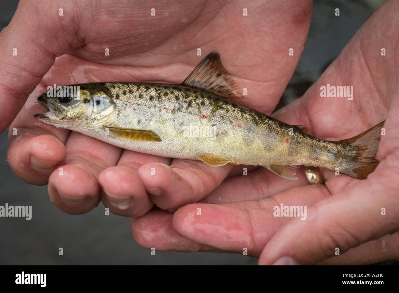 Atlantic salmon (Salmo salar) parr in hands, Miramichi River, New ...