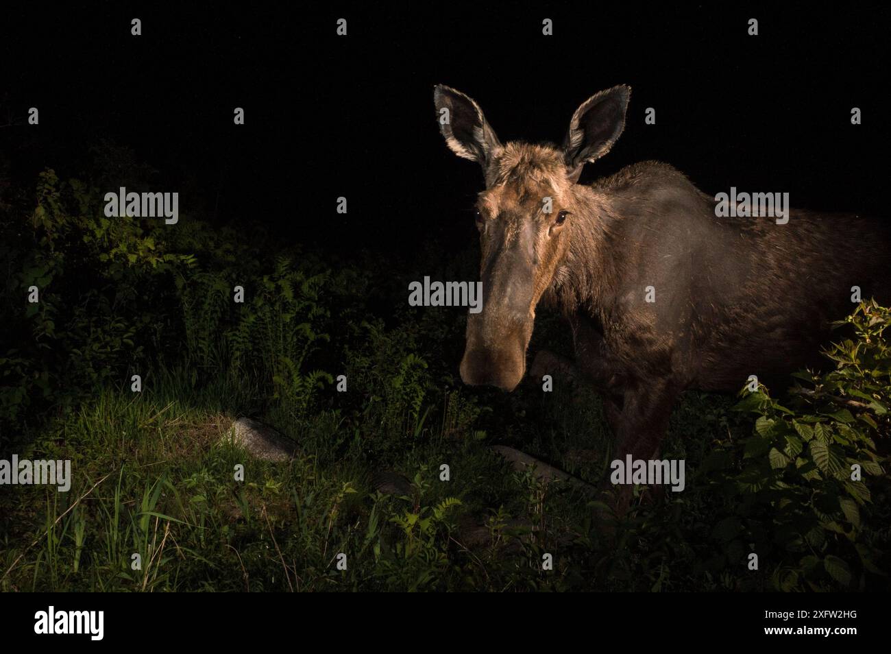Moose (Alces alces) at night, photographed by a camera trap, New ...