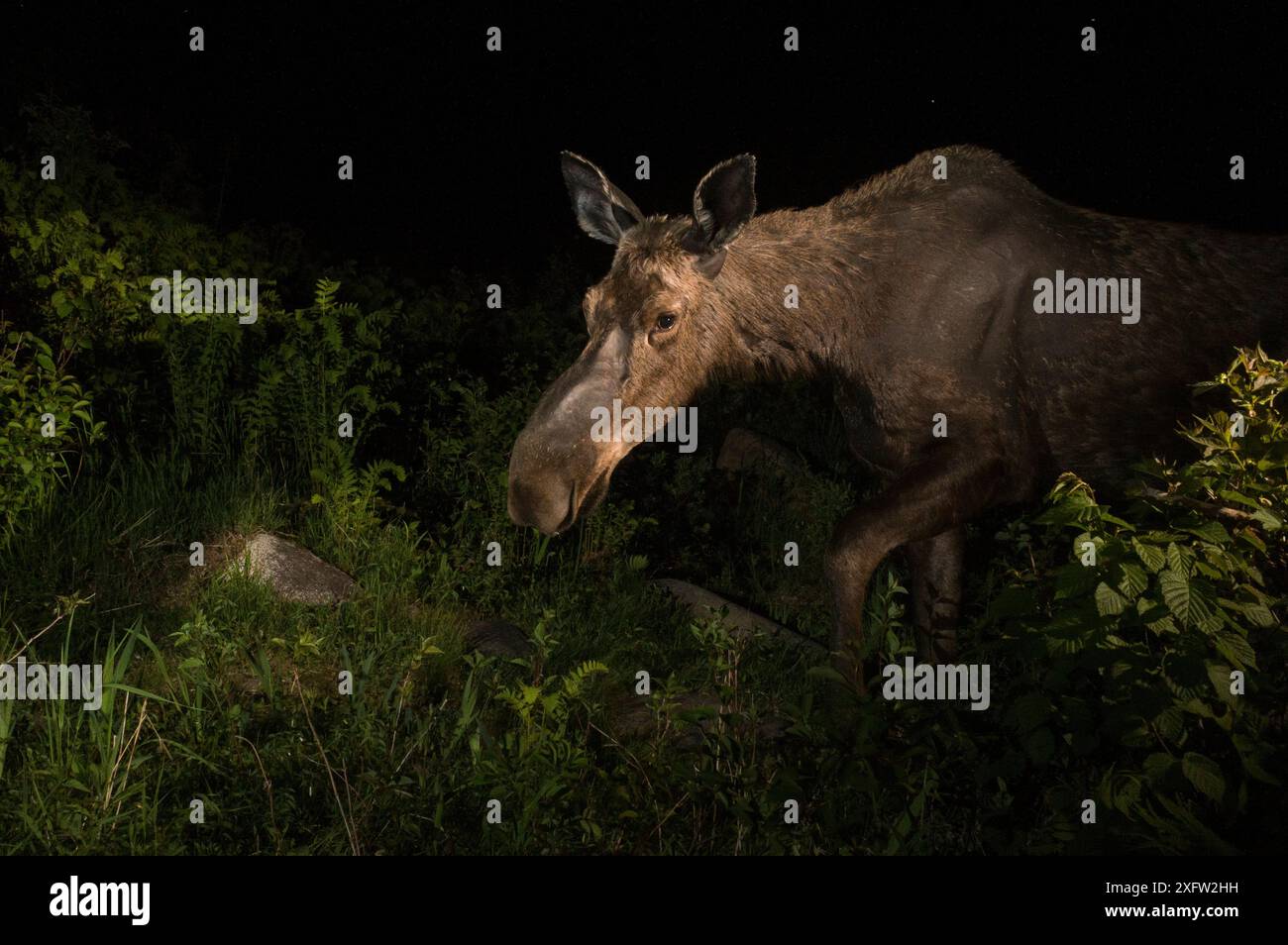 Moose (Alces alces) at night, photographed by a camera trap, New ...