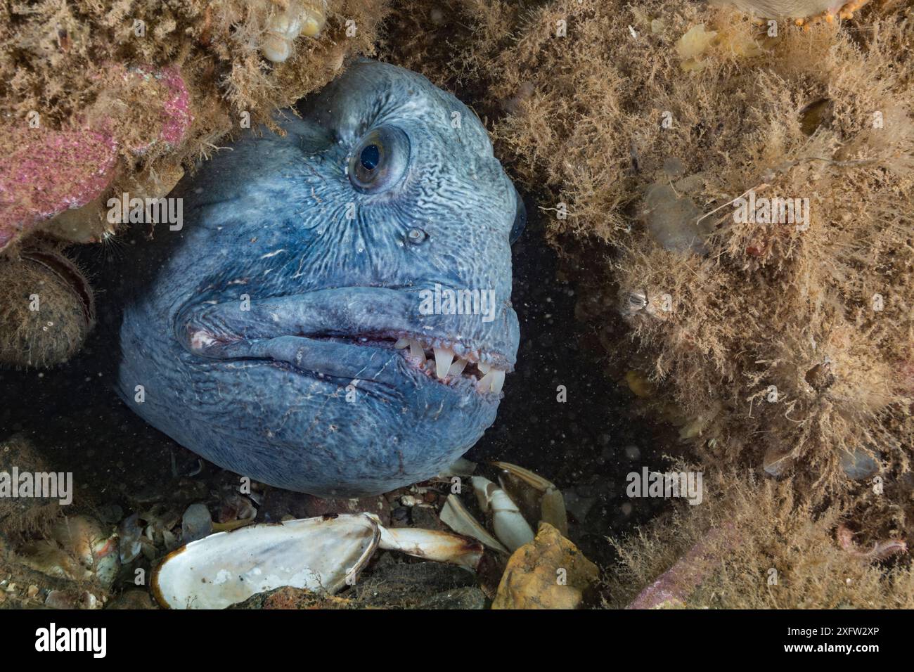 Atlantic wolfish (Anarhichas lupus) looking out hole, Bay of Fundy, New ...