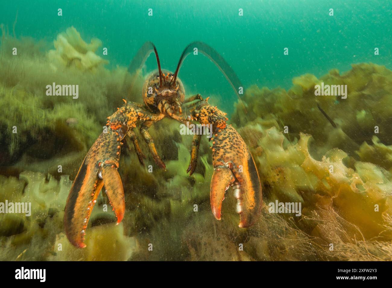 Swimming lobsters hi-res stock photography and images - Alamy
