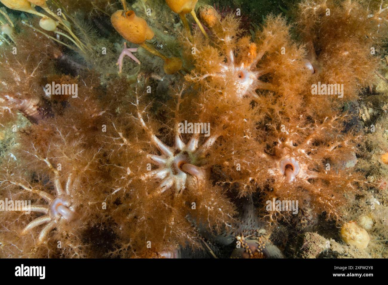 Orange-footed sea cucumber (Cucumaria frondosa) tentacles, Bay of Fundy ...