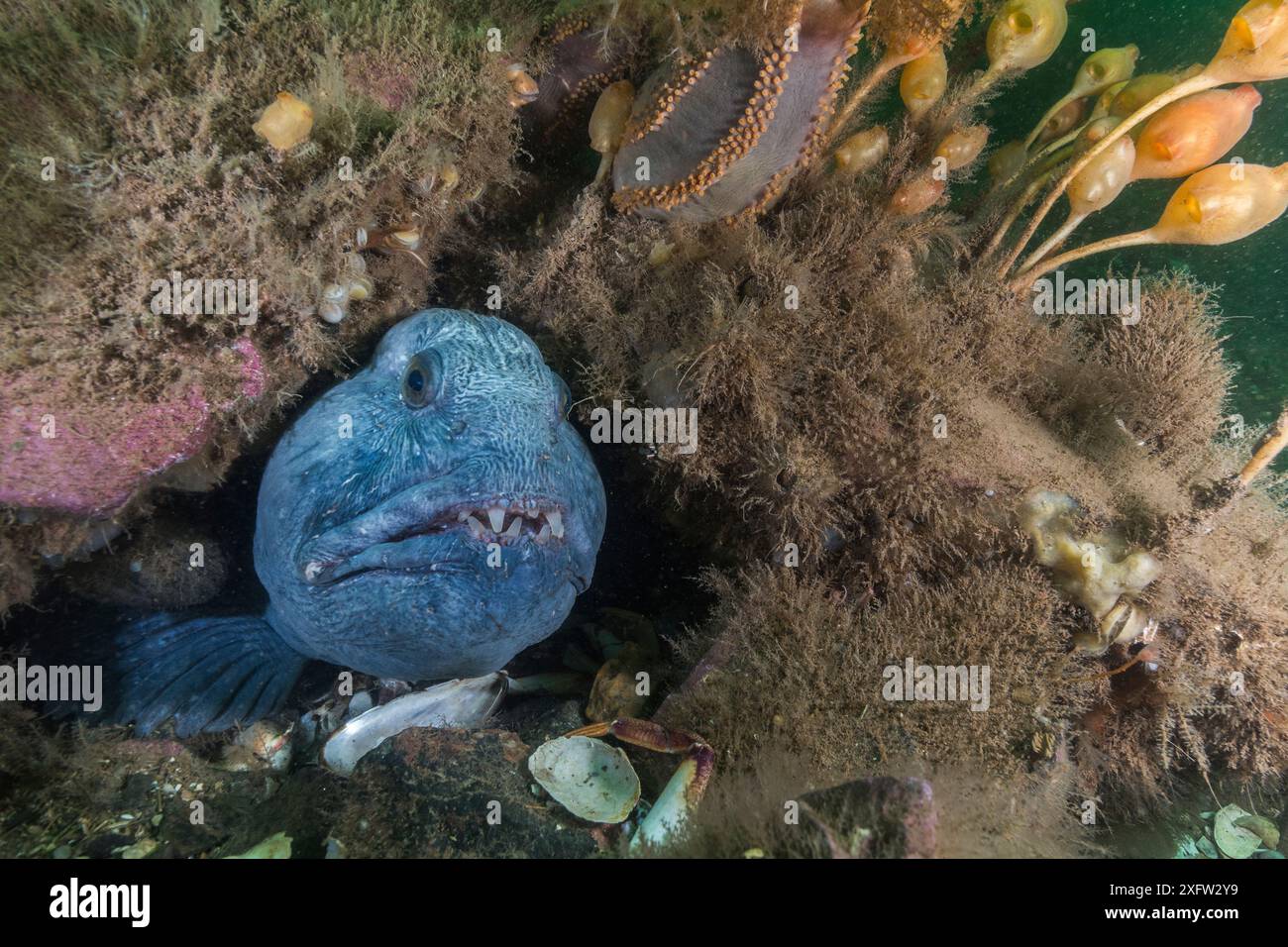 Wolfish fish hi-res stock photography and images - Alamy