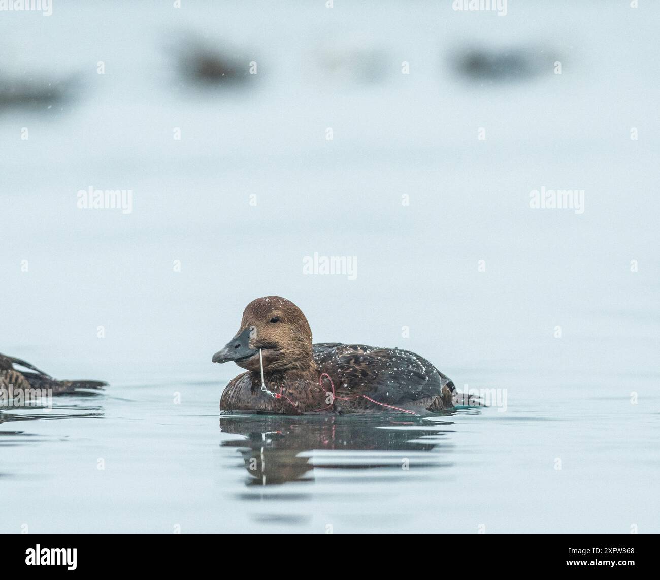 King eider duck (Somateria spectabilis) female with fishing hookcaught ...