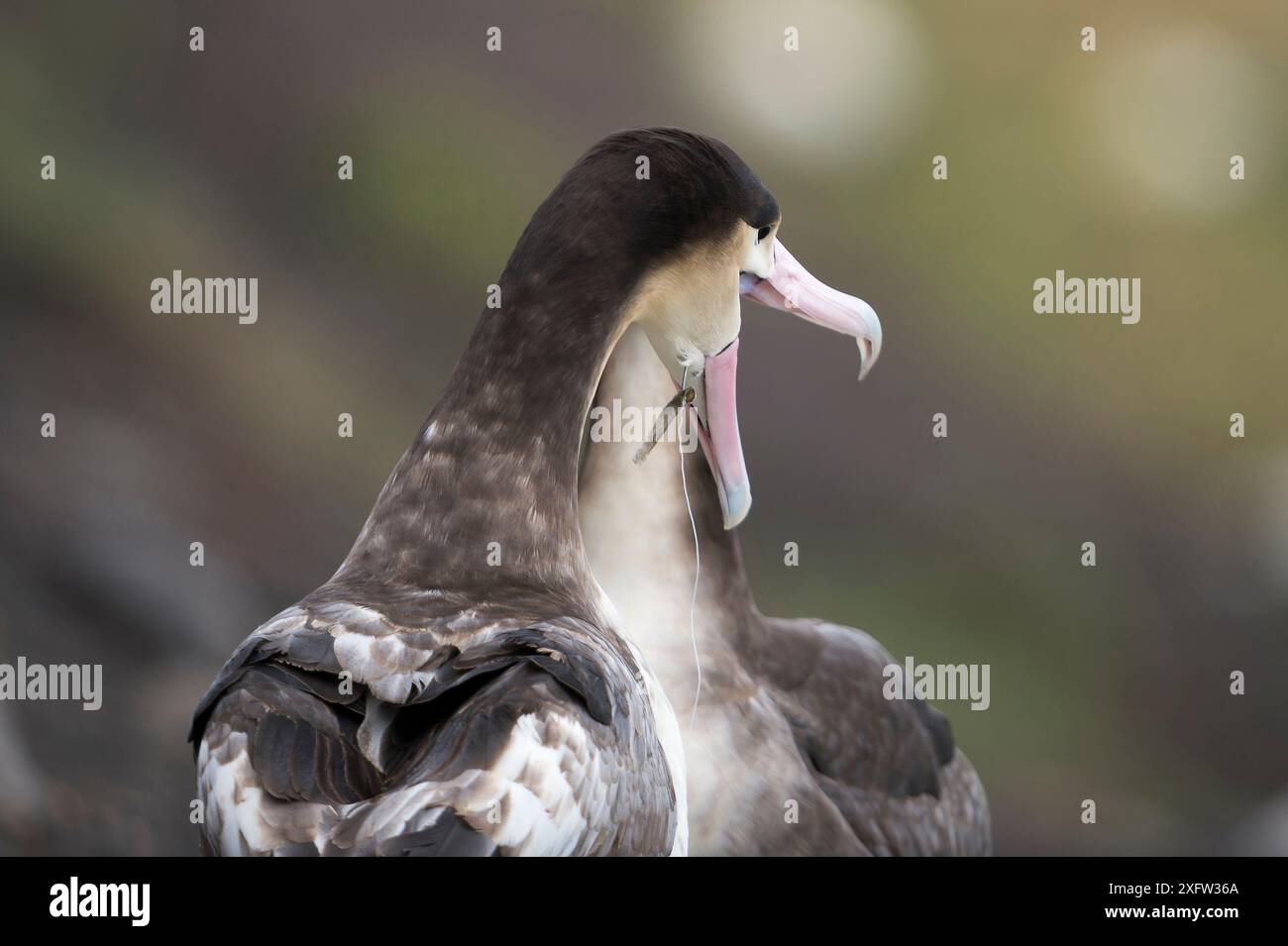 Short tailed albatross (Phoebastria albatrus) subadult with fish-hook ...
