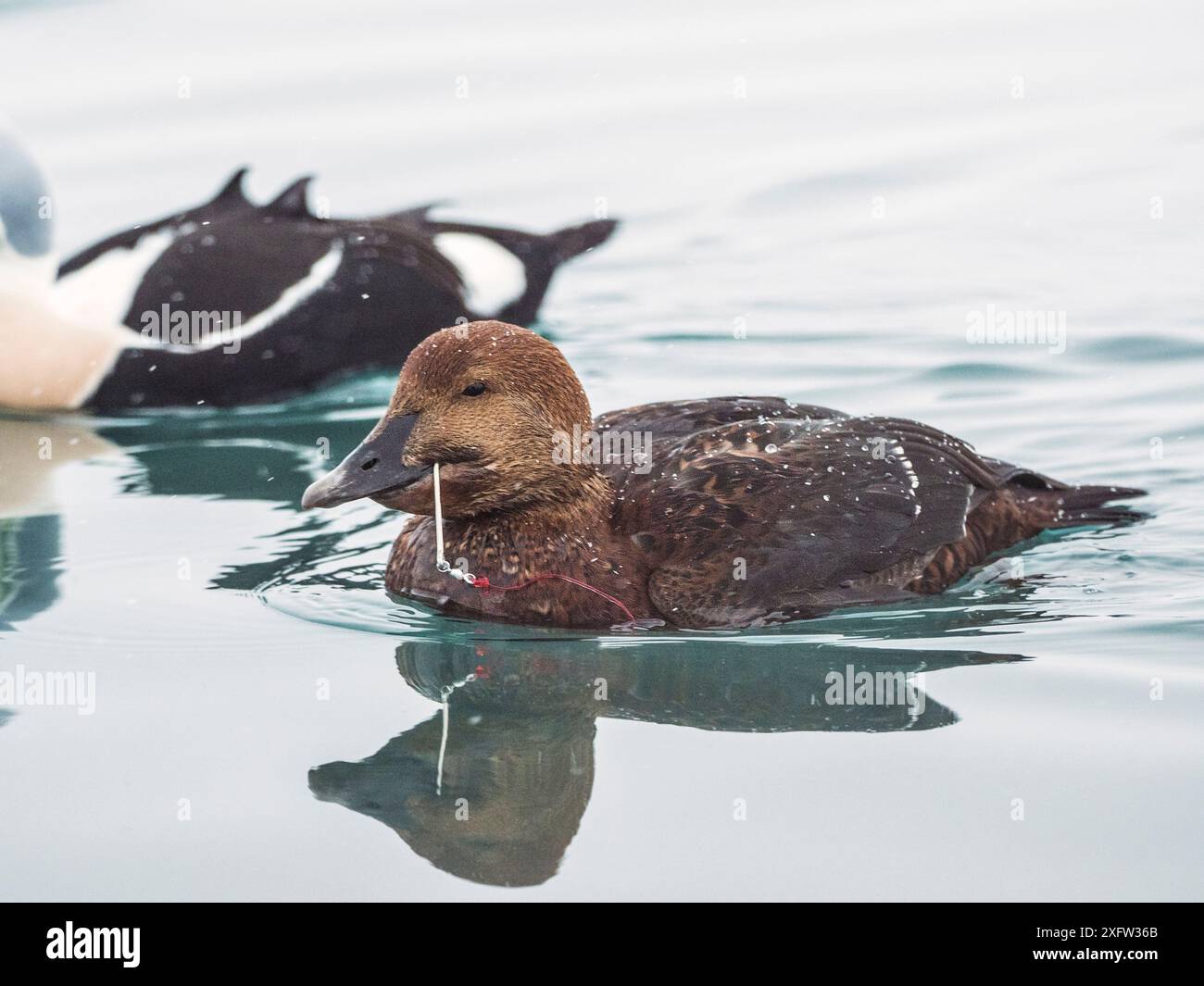 King eider duck (Somateria spectabilis) female with fishing hook caught ...