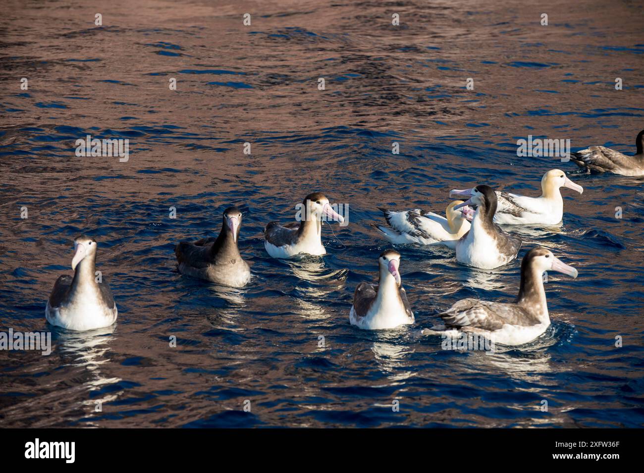 Short-tailed albatross (Phoebastria albatrus) subadult with fish hook ...