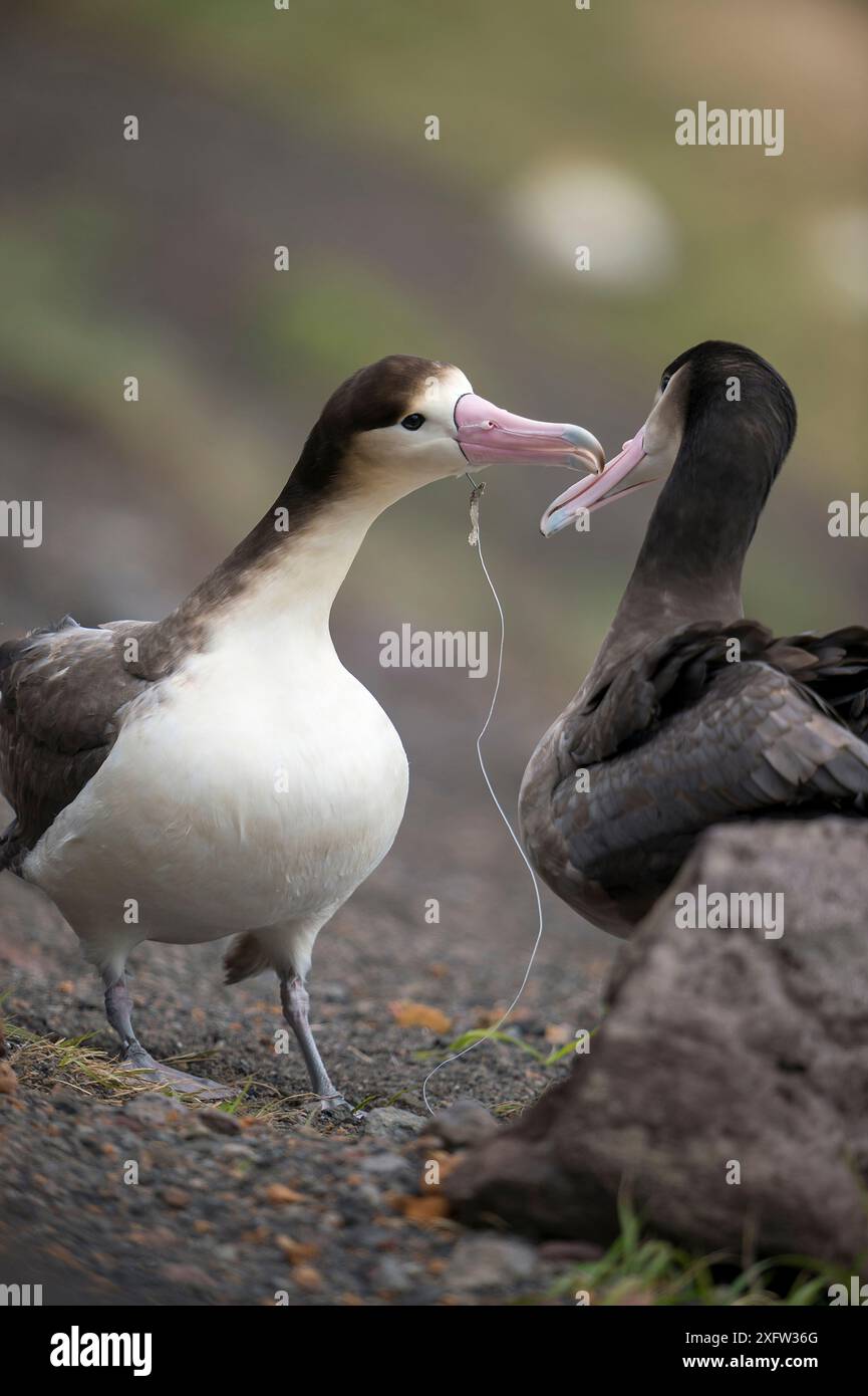 Short tailed albatross (Phoebastria albatrus) subadults courting, one ...