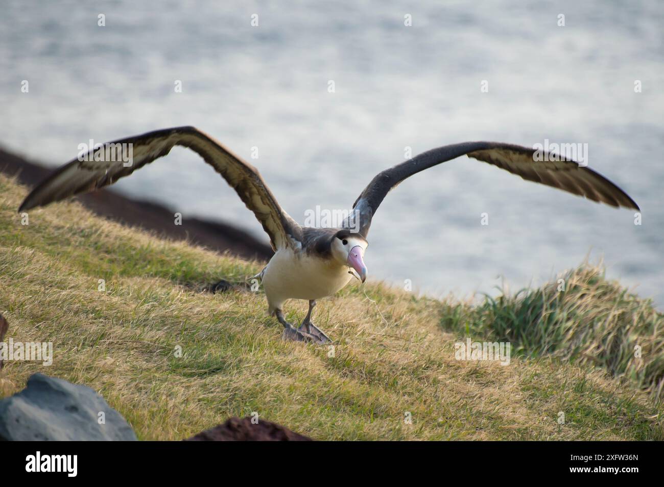 Short tailed albatross (Phoebastria albatrus) sub adult with fish-hook ...
