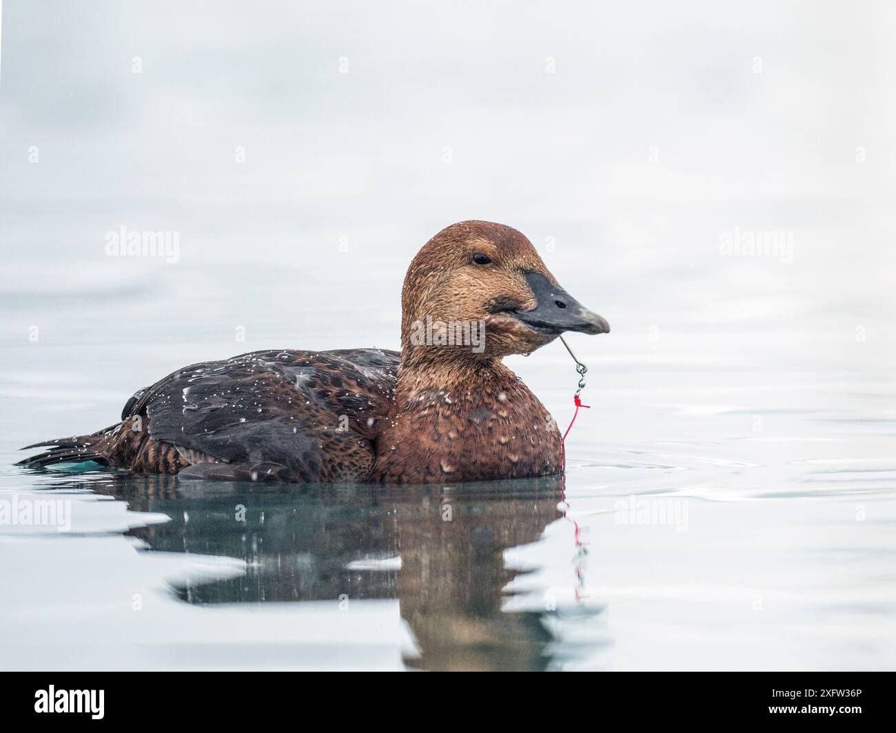 King eider duck (Somateria spectabilis) female with fishing hookcaught ...