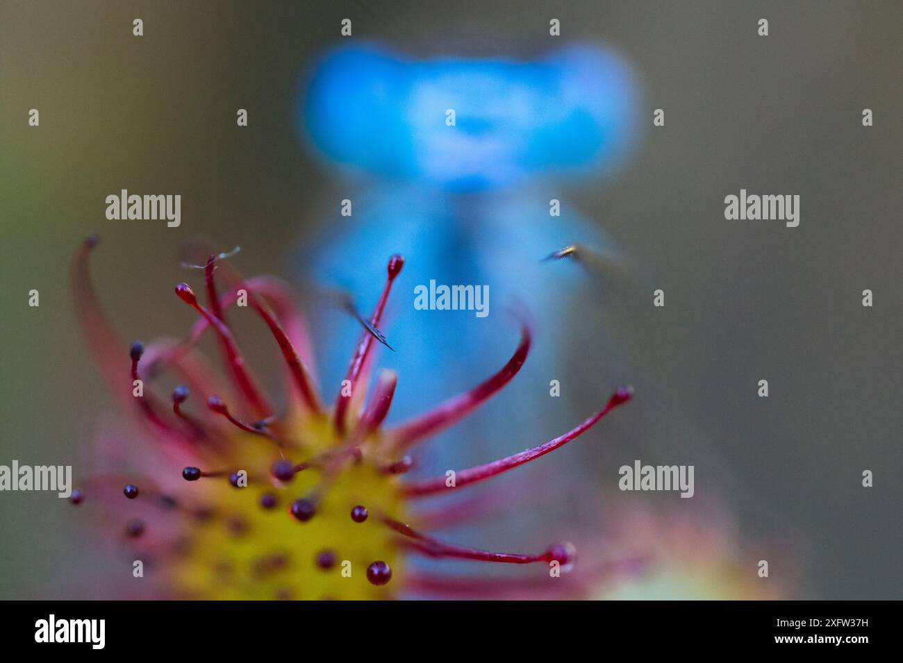 Common blue damselfly (Enallagma cyathigerum) trapped in Sundew plant ...