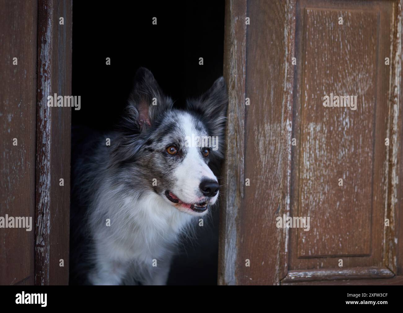 A Border Collie cautiously steps out from an aged wooden doorway, its ...