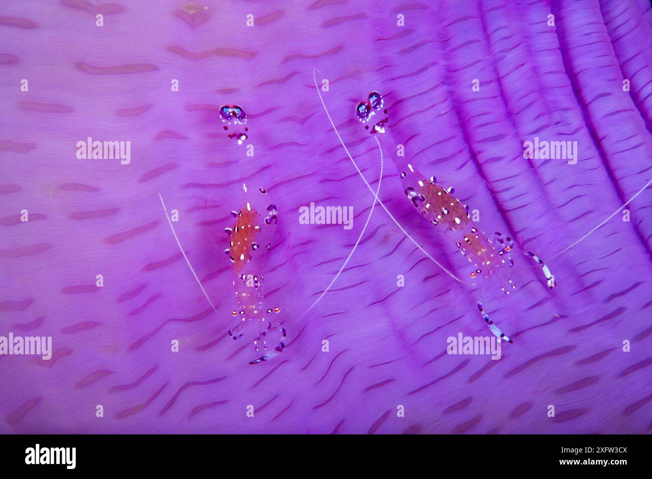 Two Commensal shrimps (Periclimenes tosaensis) in Sea anemone ...