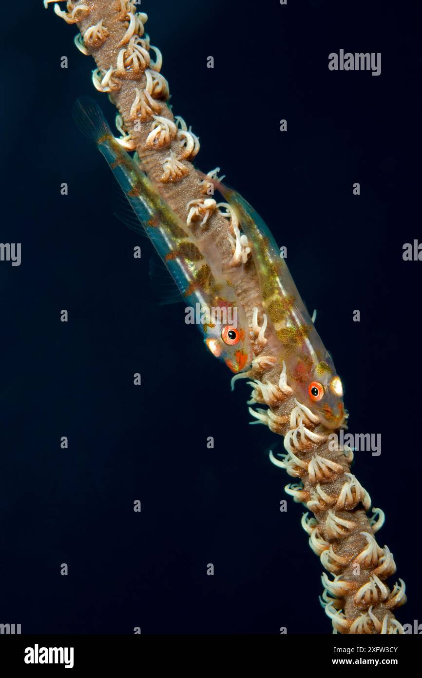 Central goby hi-res stock photography and images - Alamy