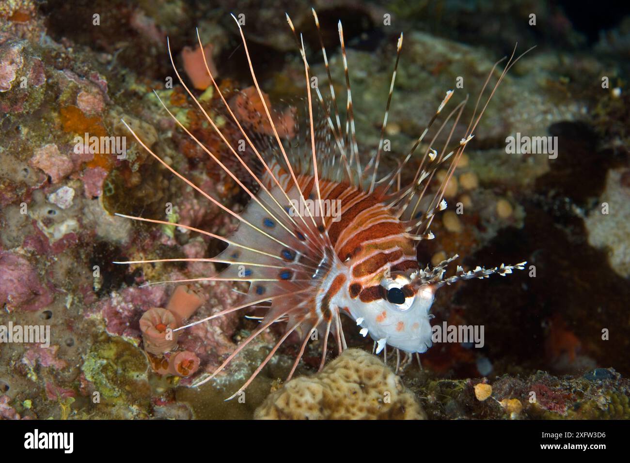 Spotfin lionfish (Pterois antennata) portrait, Cabilao House Reef ...