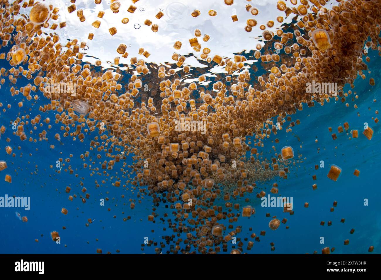 Linuche unguiculata hi-res stock photography and images - Alamy