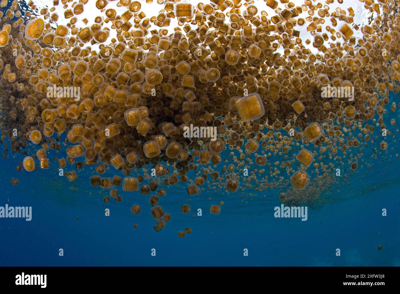 Linuche hi-res stock photography and images - Alamy