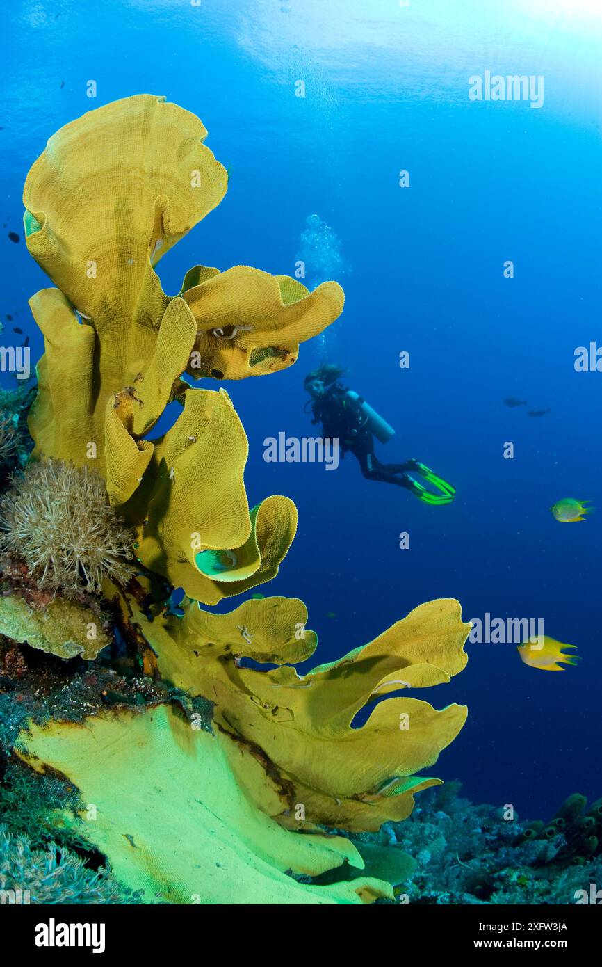 Elephant ear sponge (Ianthella basta) with a scuba diver swimming in he ...