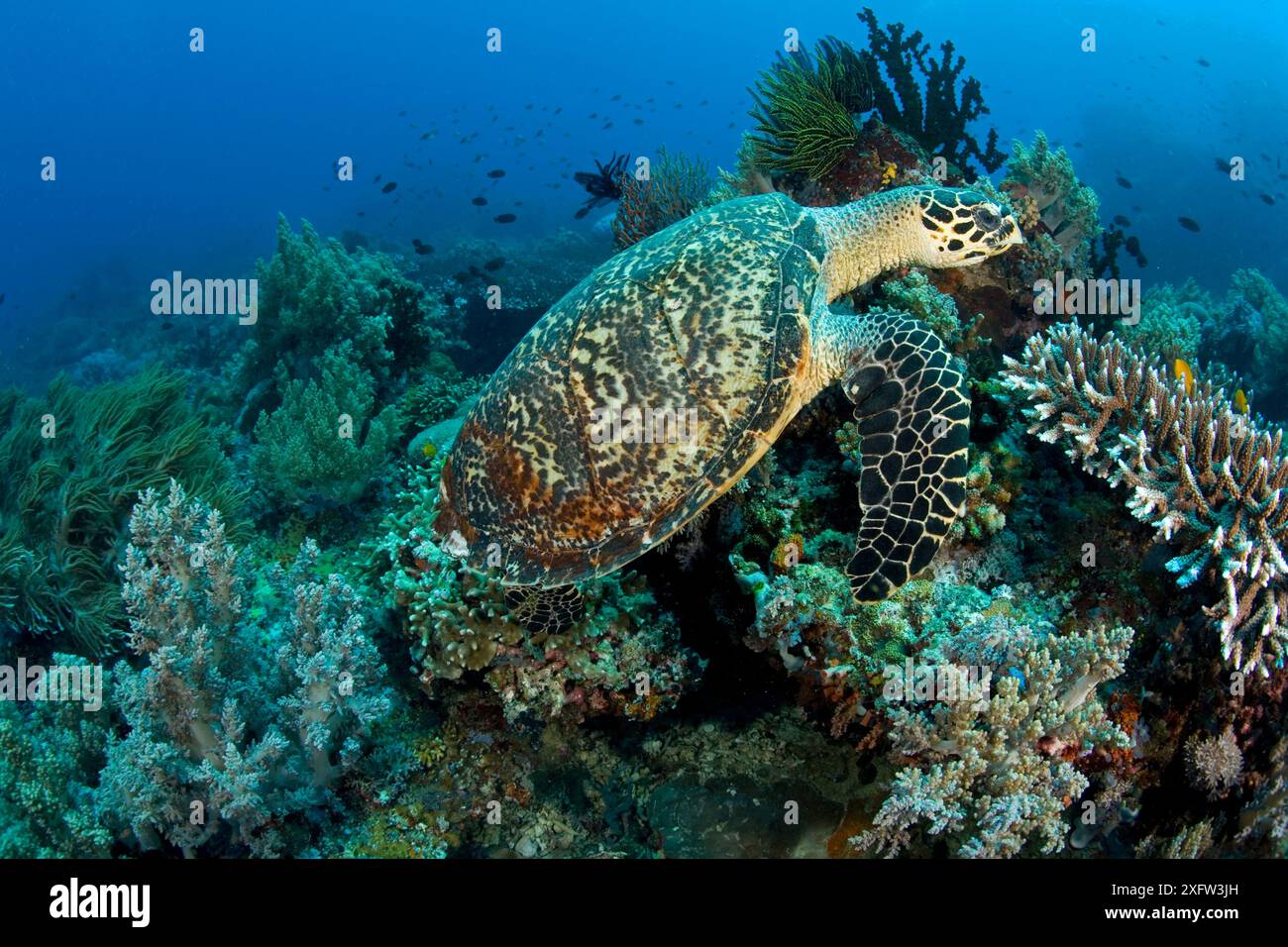 Turtle hotspot hi-res stock photography and images - Alamy