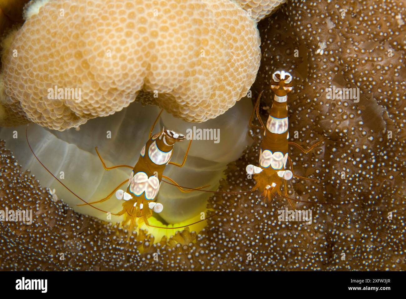 Two Ambonian / Squat shrimps (Thor amboinensis) on coral, Lighthouse ...