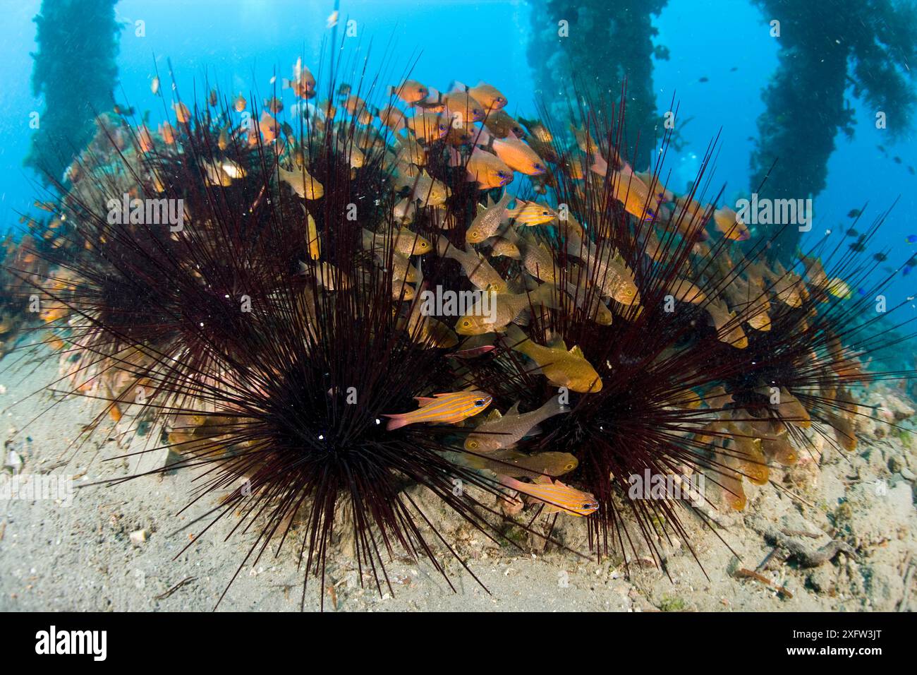 Yellow-striped cardinalfish (Ostorhinchus / Apogon cyanosoma) and ...
