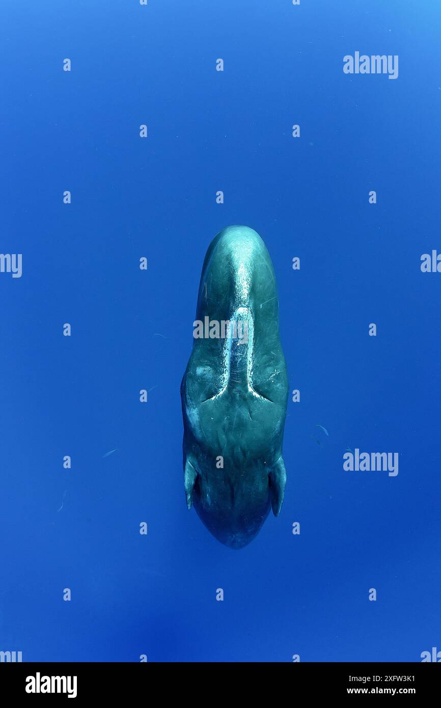 Sperm whale (Physeter macrocephalus) ventral side showing with fish swimming in background ...