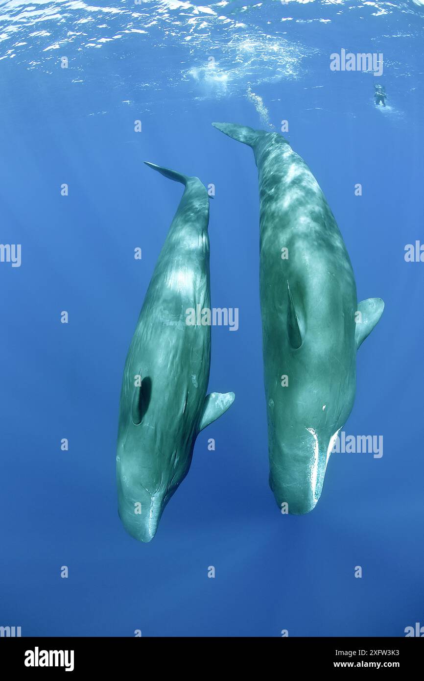 Sperm whales underwater hi-res stock photography and images - Alamy