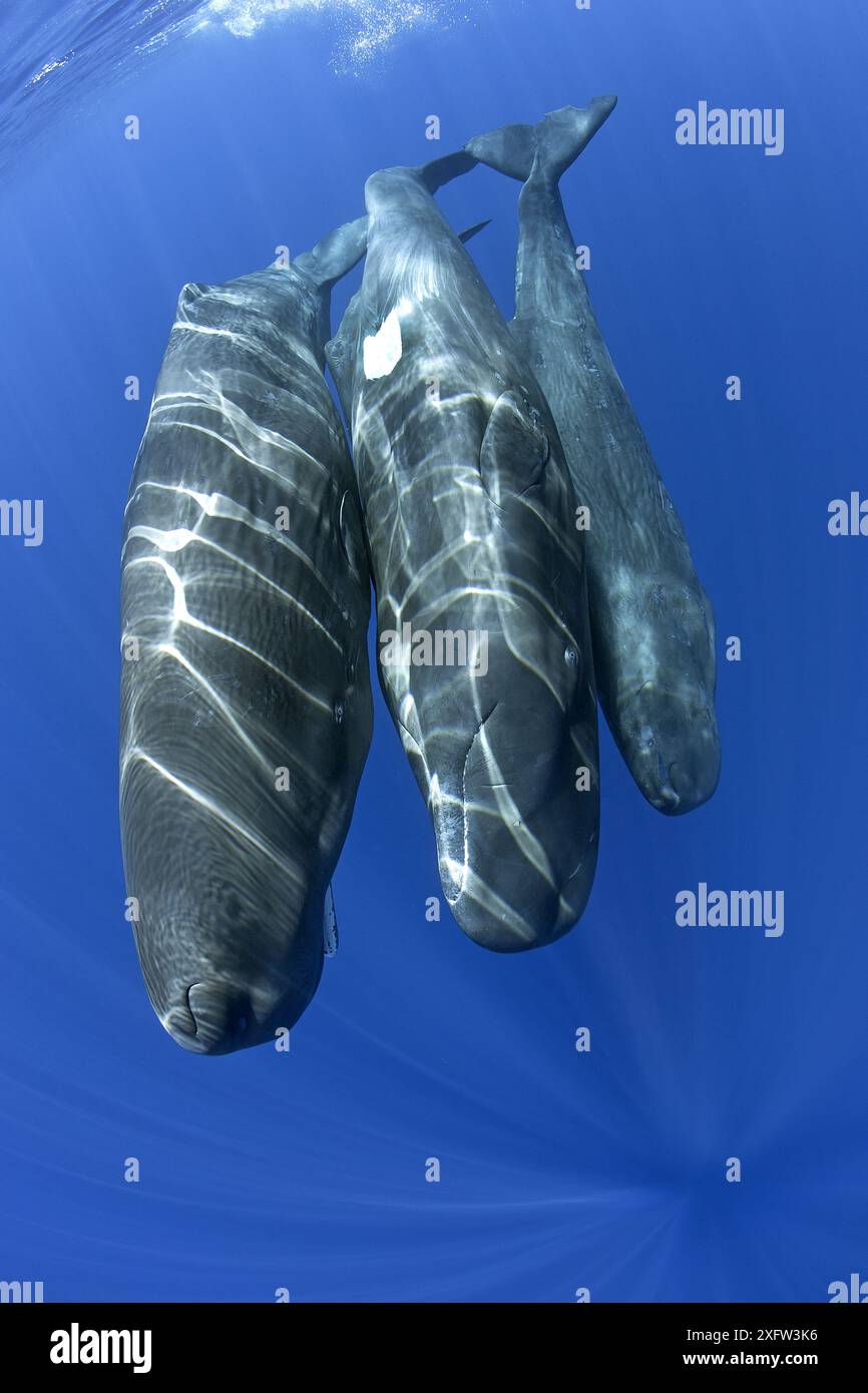 Three Sperm whales (Physeter macrocephalus) side by side, Dominica ...