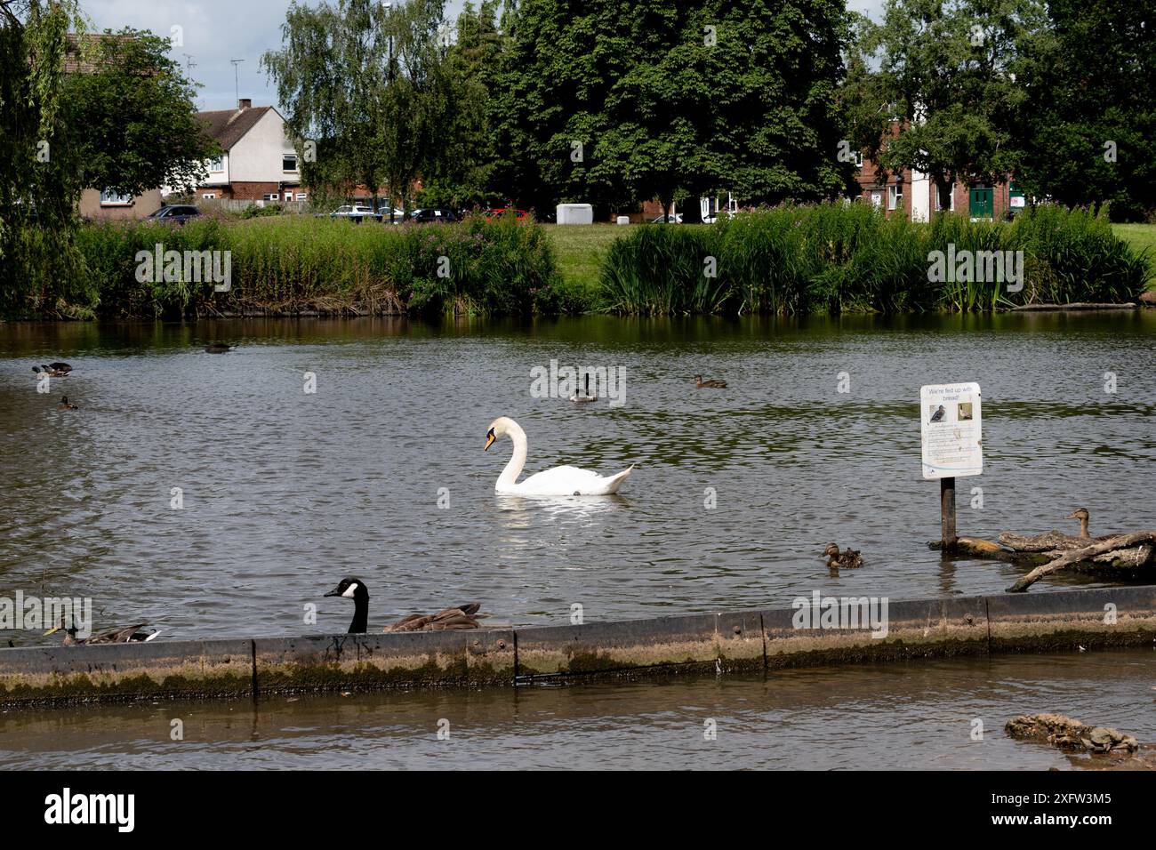 The lake, Quinton Park, Cheylesmore, Coventry, UK Stock Photo - Alamy