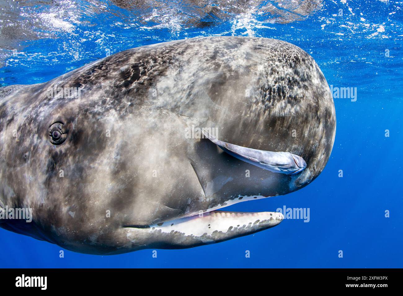 Sperm whale (Physeter macrocephalus) portrait just below surface, with ...