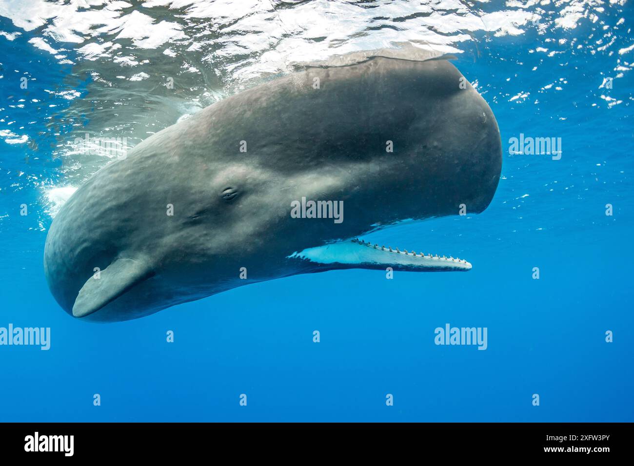 Sperm whale (Physeter macrocephalus) with open mouth, showing the teeth ...